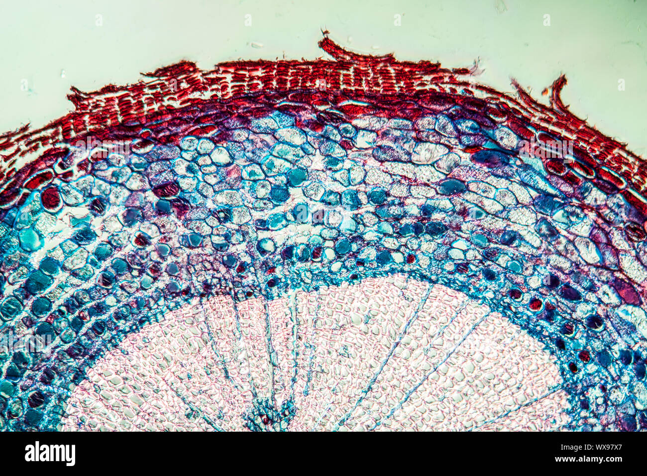 Conifer root hi-res stock photography and images - Alamy