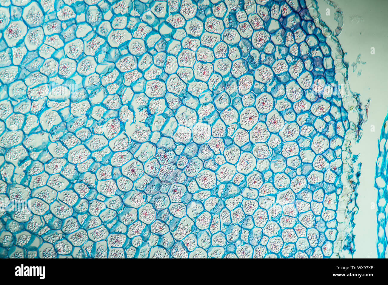 Scarab Herb Root Across 100x Stock Photo Alamy scarab-herb-root-across-100x-stock-photo-alamy