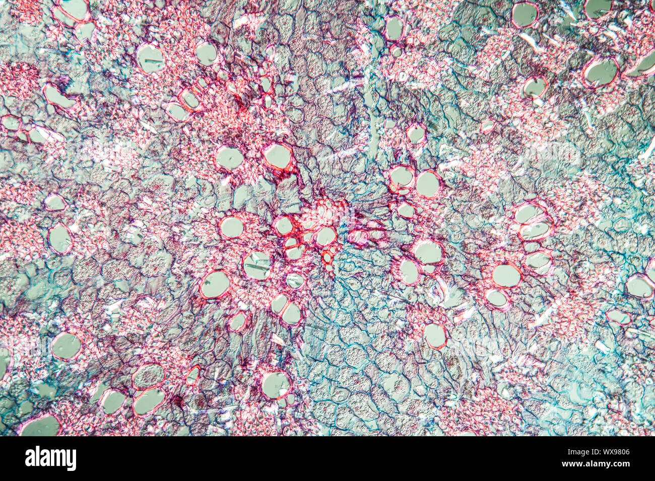 Lupinia root across 100x Stock Photo - Alamy