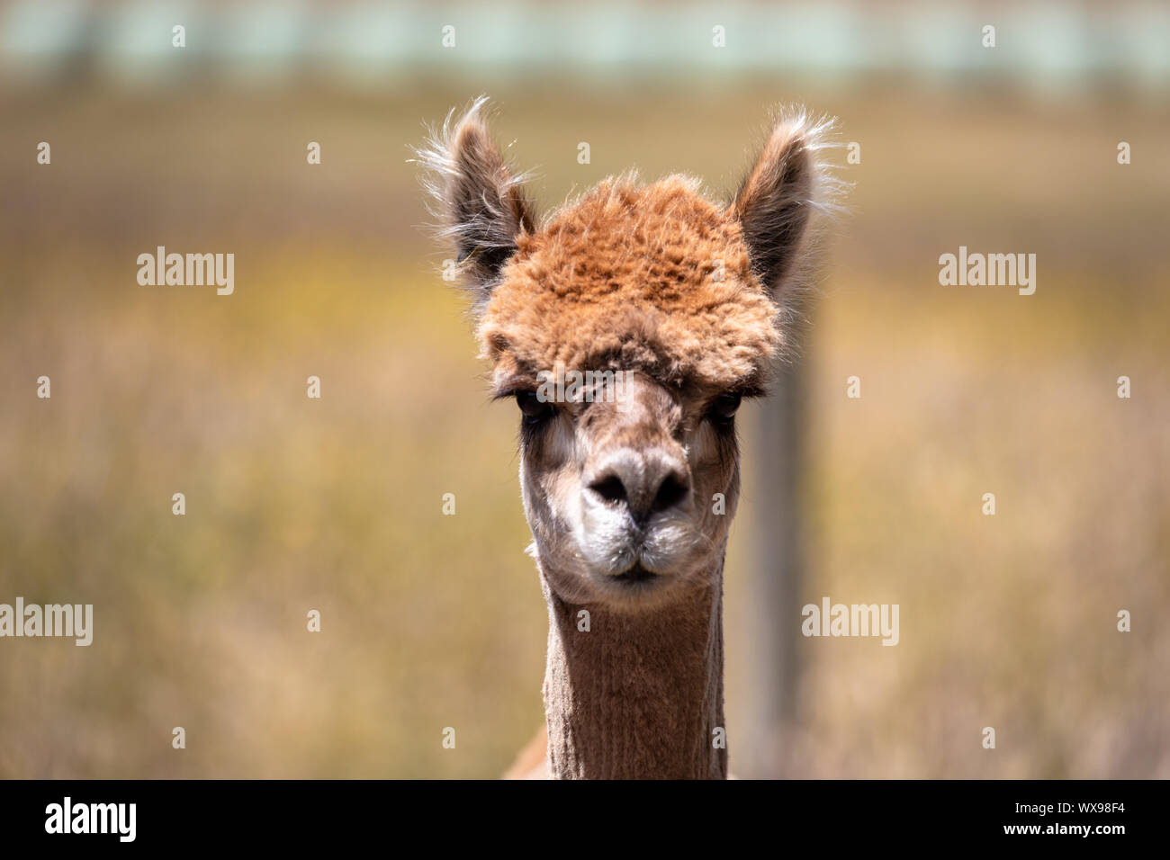 Alpaca animal in New Zealand Stock Photo - Alamy