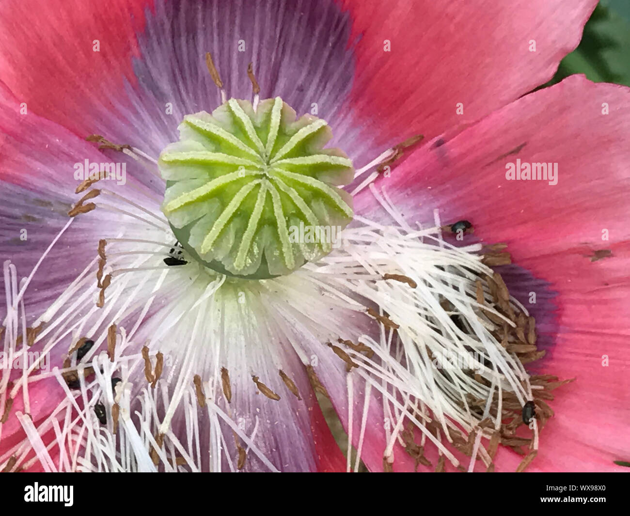 Centrex hi-res stock photography and images - Alamy