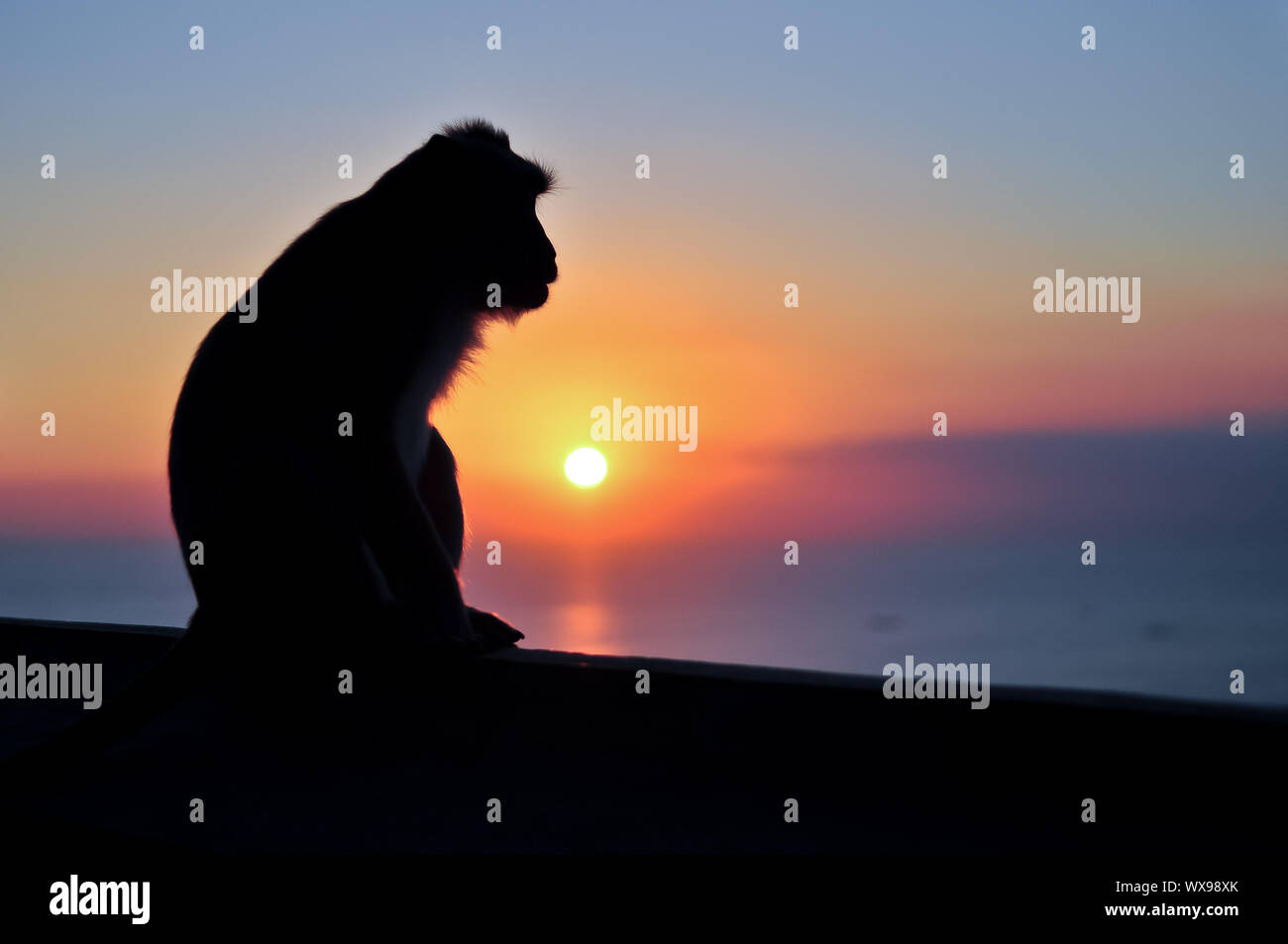 Sitting monkey silhouette at sunset, sun and sky background Stock Photo ...