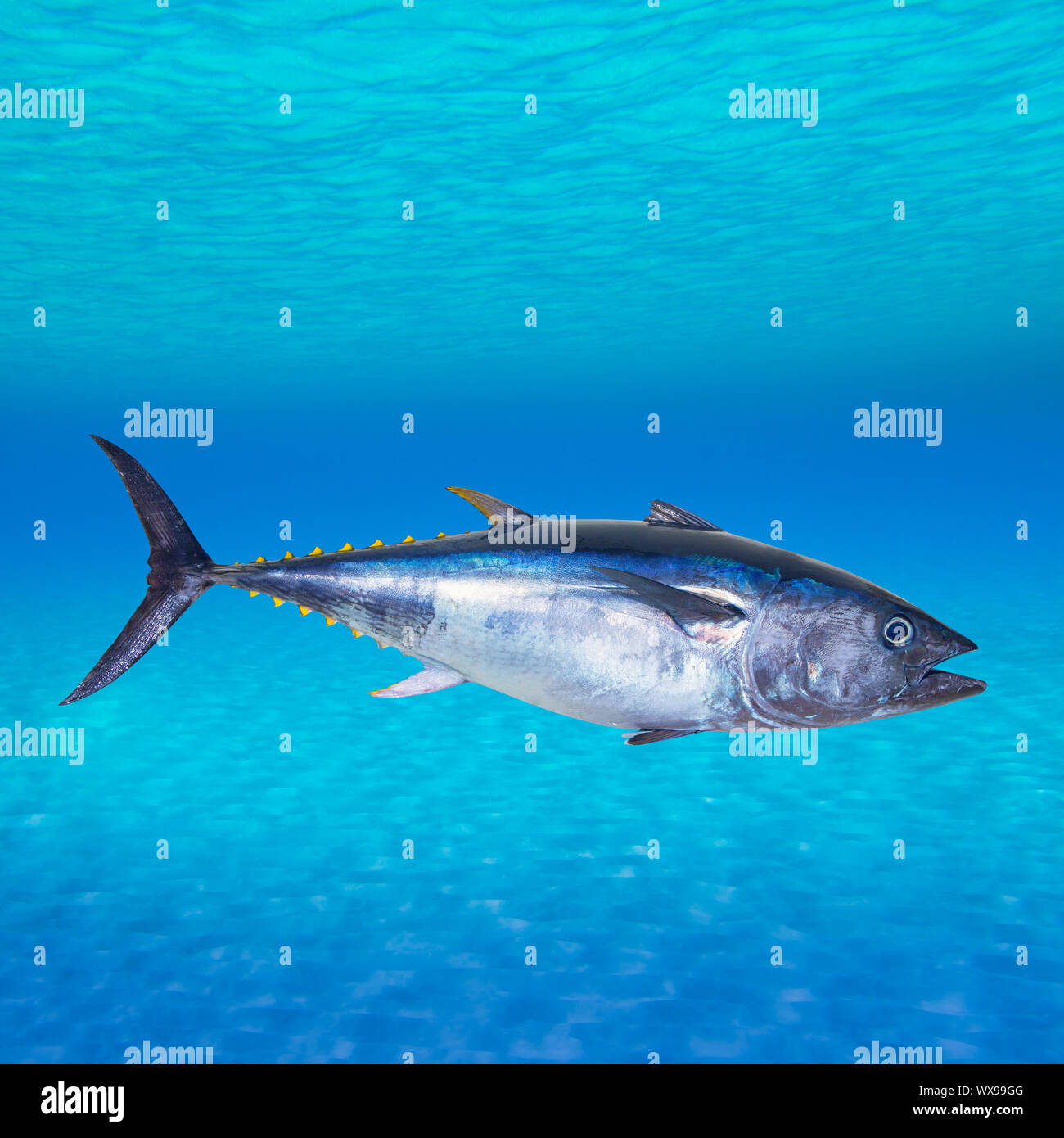 Bluefin tuna Thunnus thynnus swimming underwater photo mount Stock ...