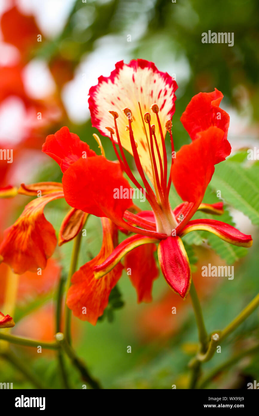 details of a flower Stock Photo - Alamy