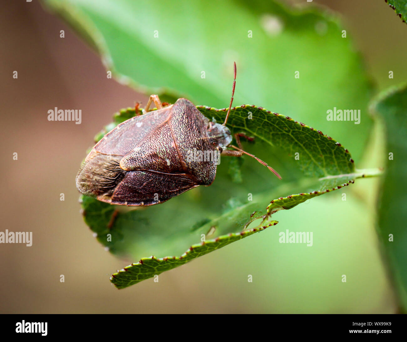 bug on a plant Stock Photo - Alamy