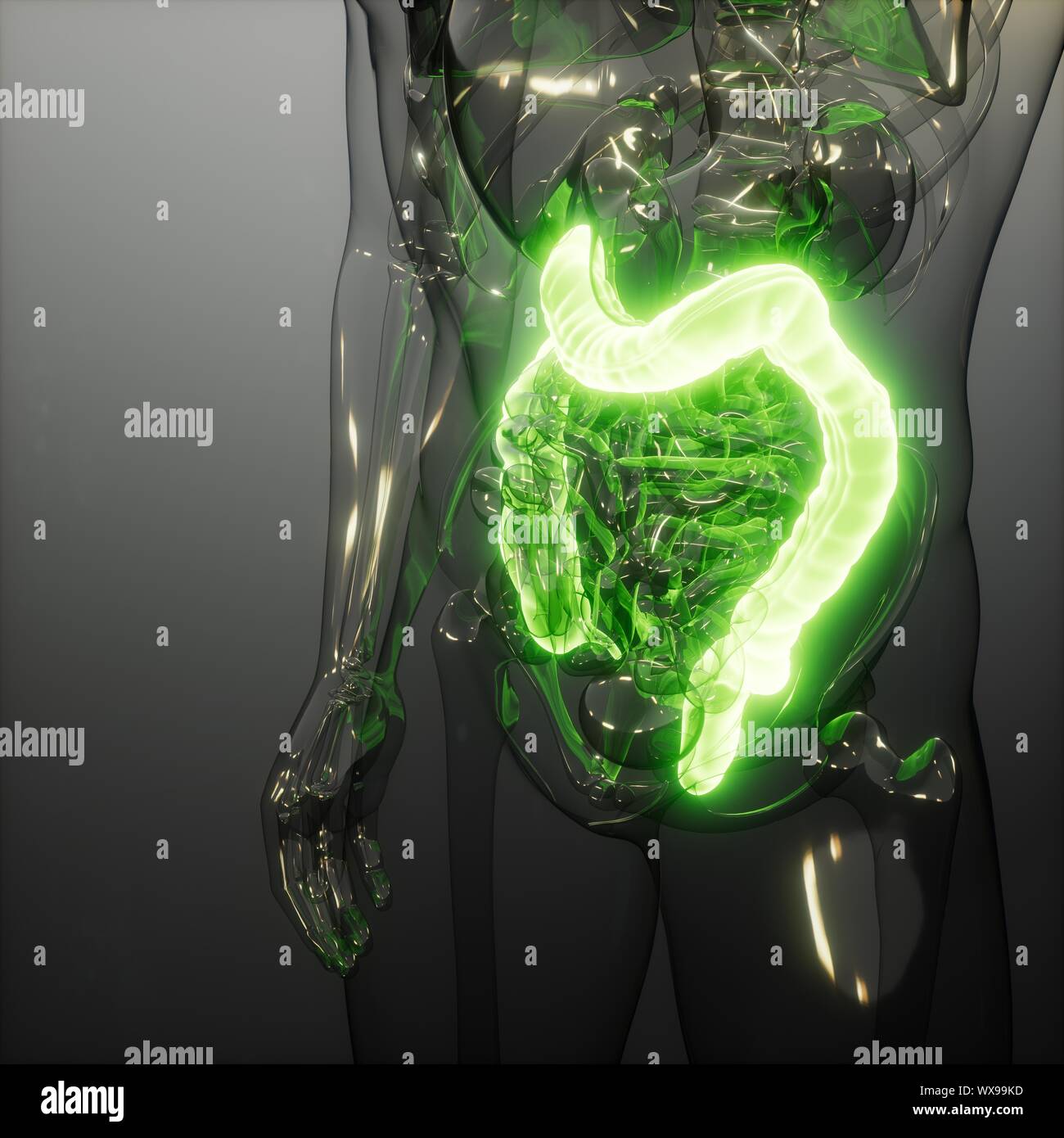 Human Colon Radiology Exam Stock Photo - Alamy