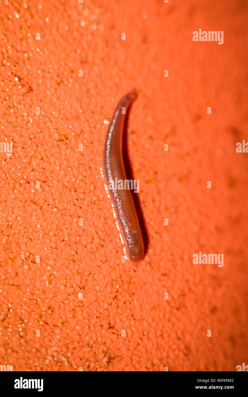 Parasitic cone hi-res stock photography and images - Alamy