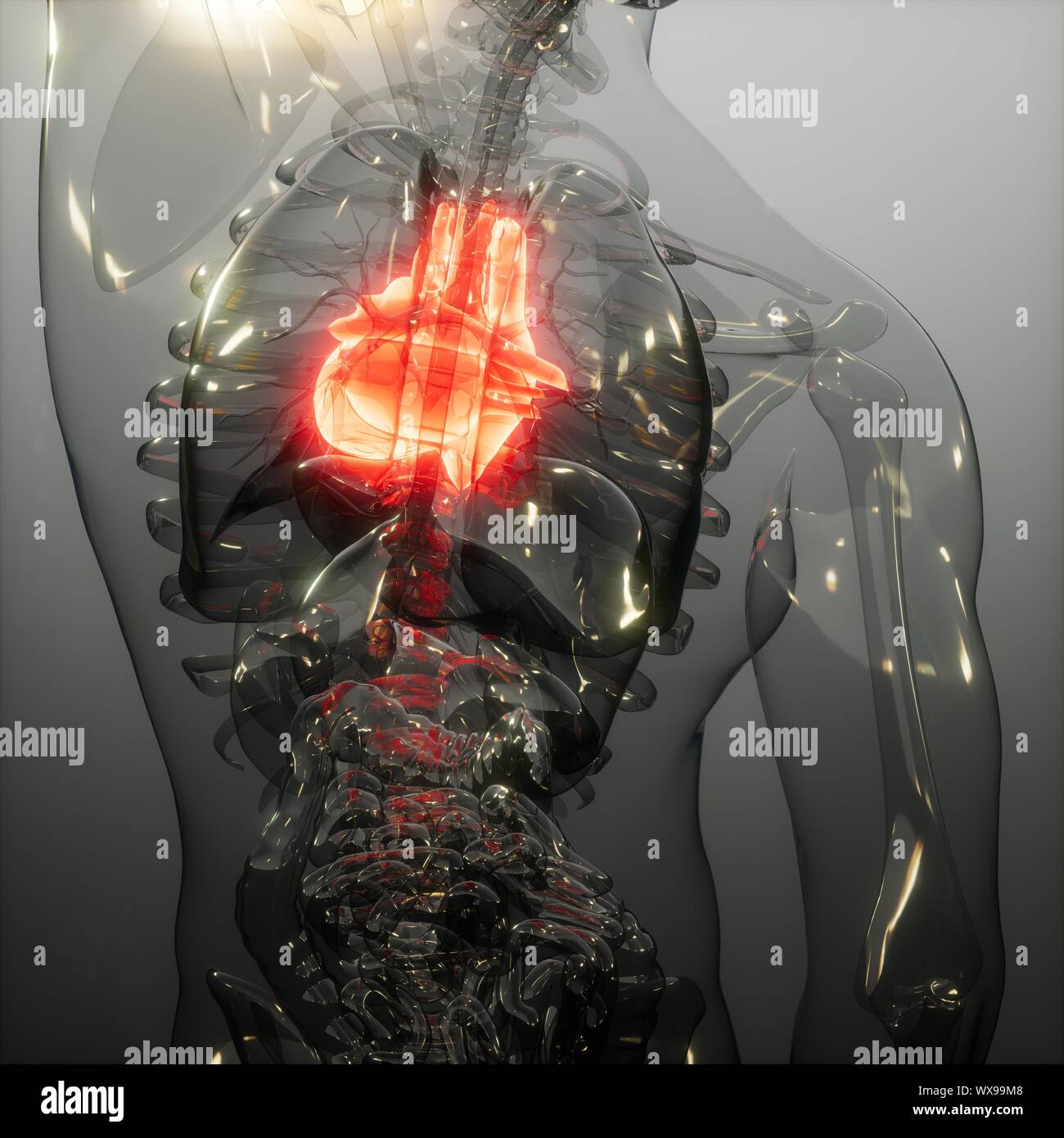 Human Heart Radiology Exam Stock Photo - Alamy