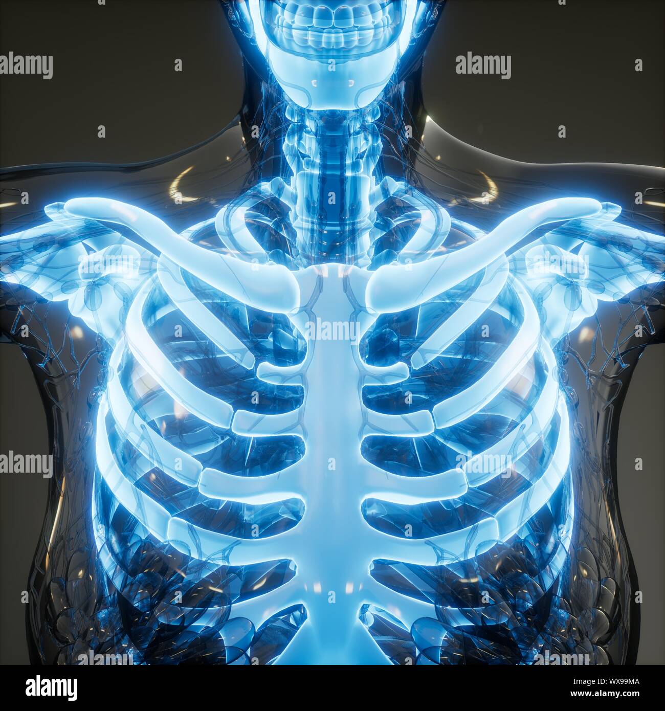 Transparent Human Body with Visible Bones Stock Photo - Alamy