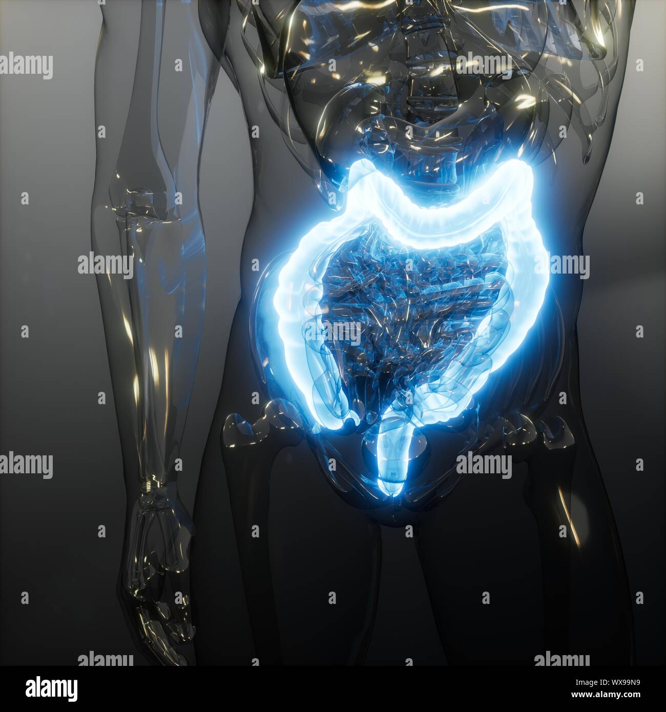 Descending colon hi-res stock photography and images - Alamy