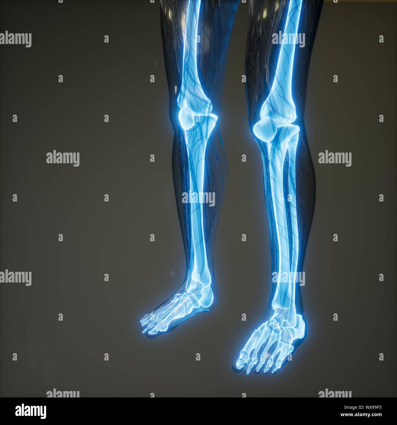 Transparent Human Body with Visible Bones Stock Photo - Alamy