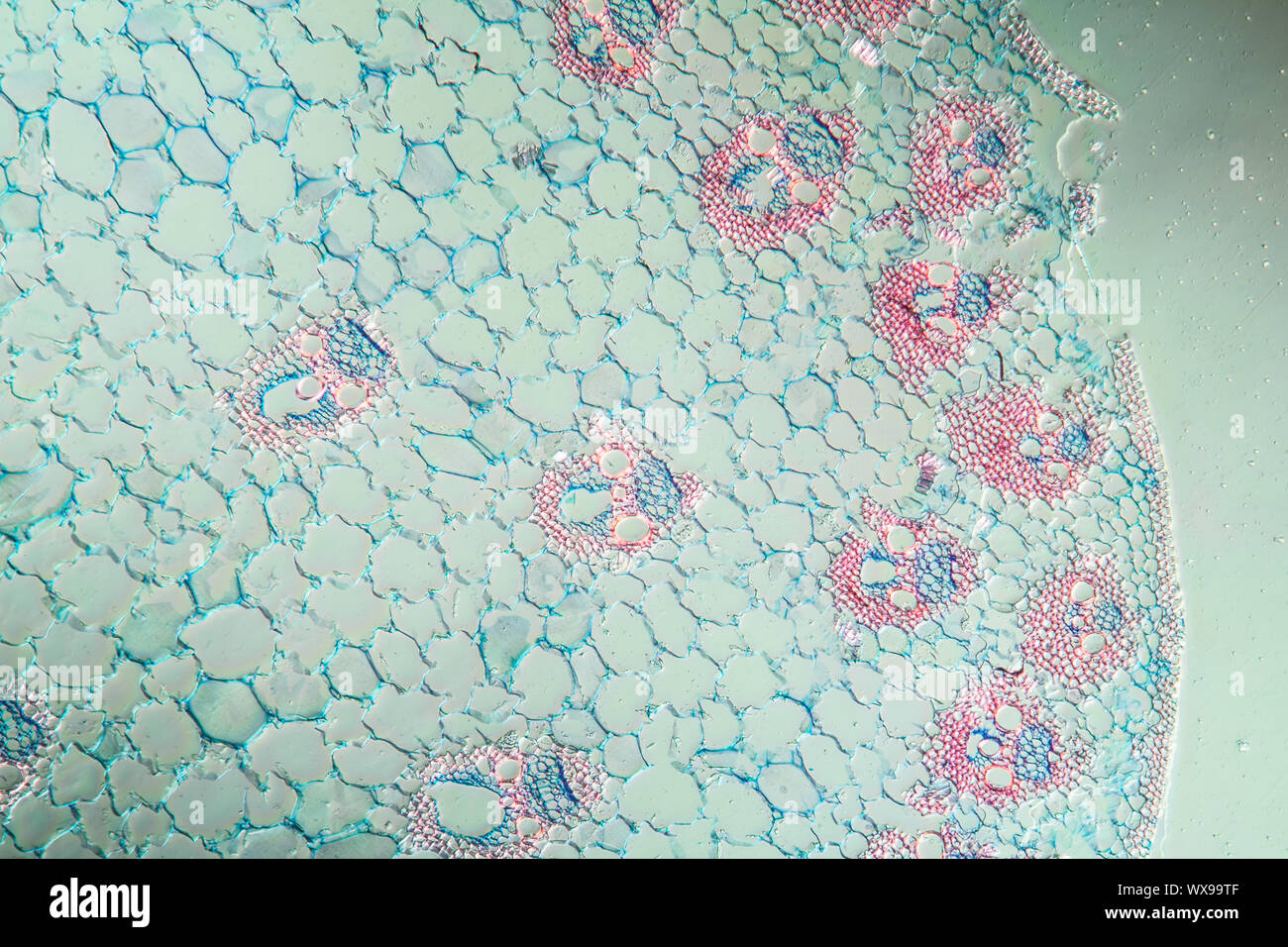 Corn trunk across 100x Stock Photo - Alamy