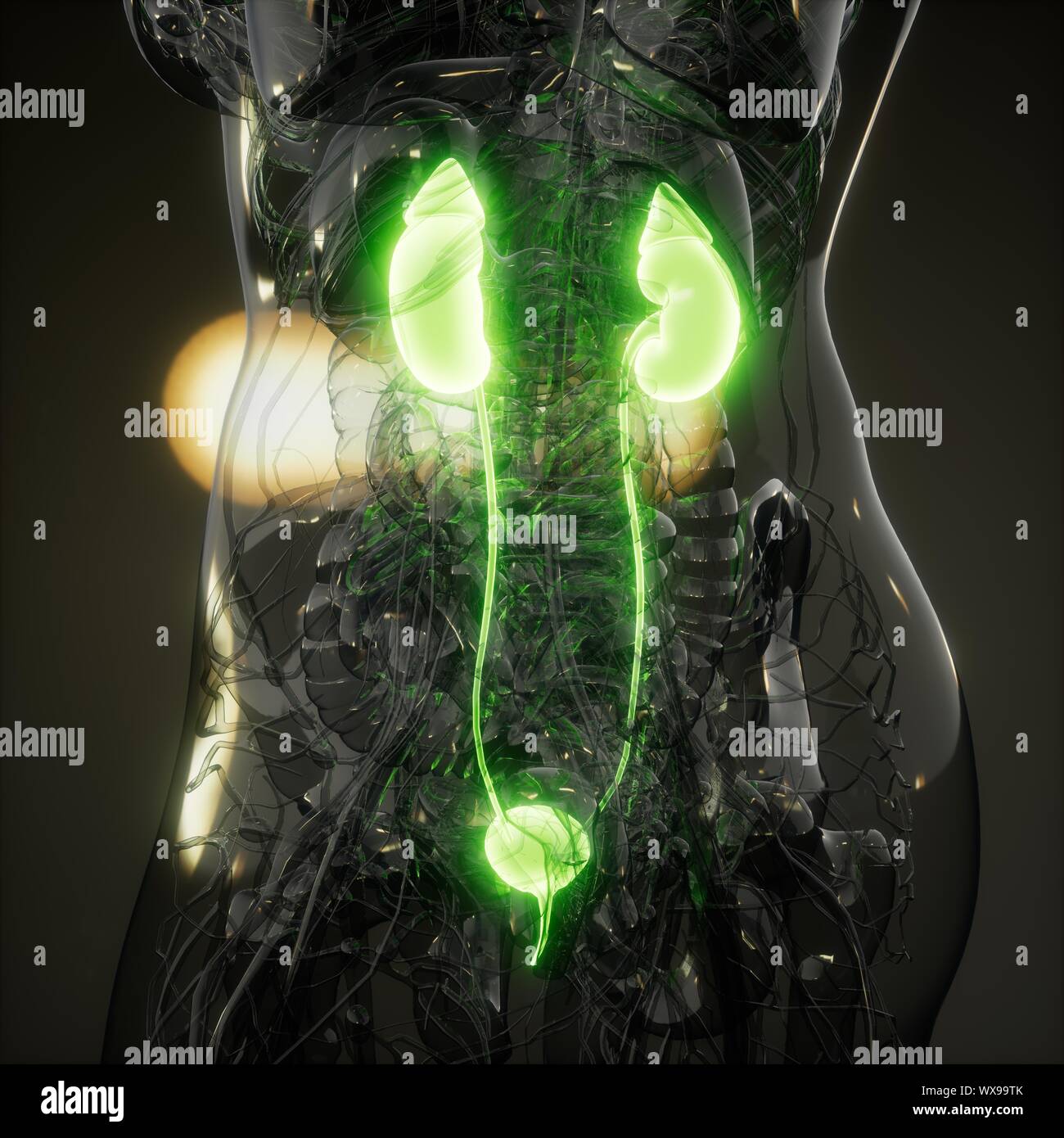 Science Anatomy Scan Of Human Kidneys Stock Photo - Alamy