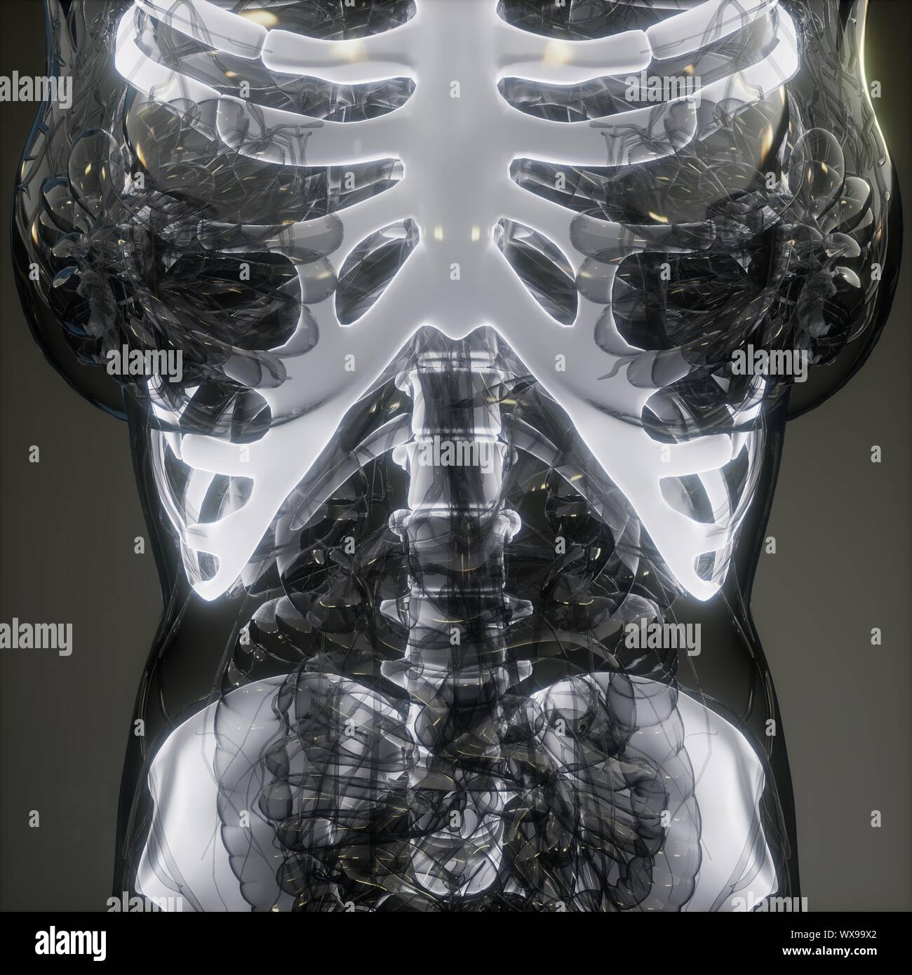 Transparent Human Body with Visible Bones Stock Photo - Alamy