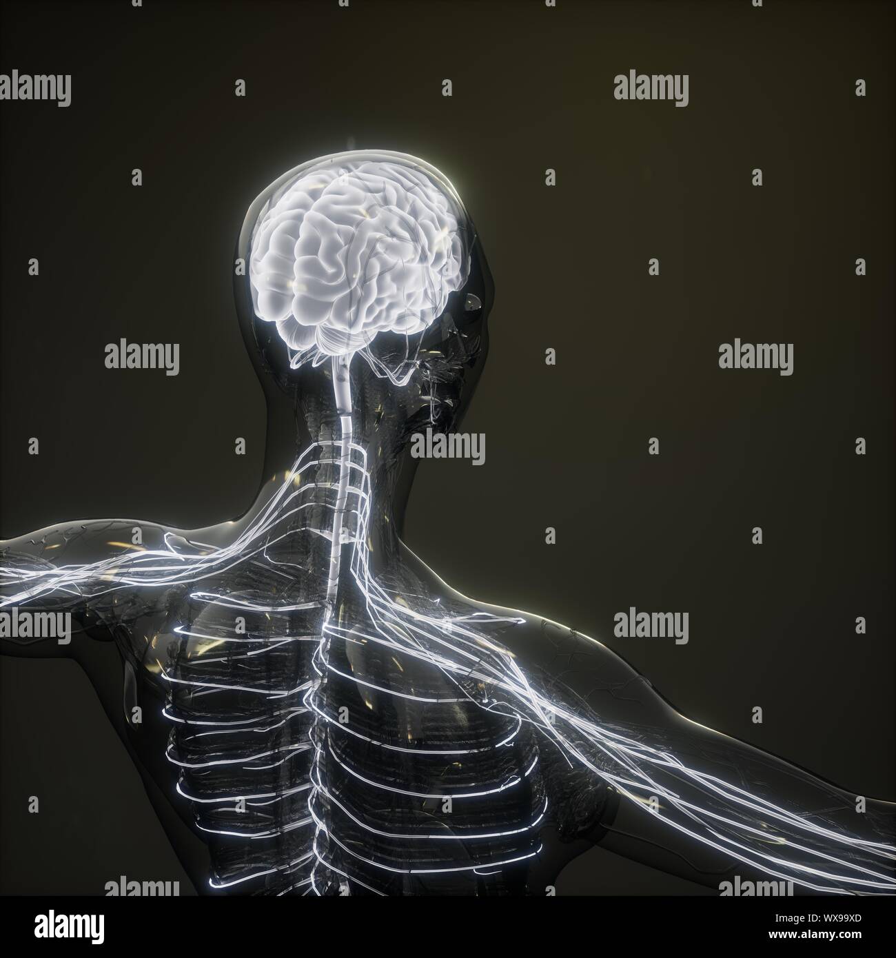 Human Brain Radiology Exam Stock Photo - Alamy