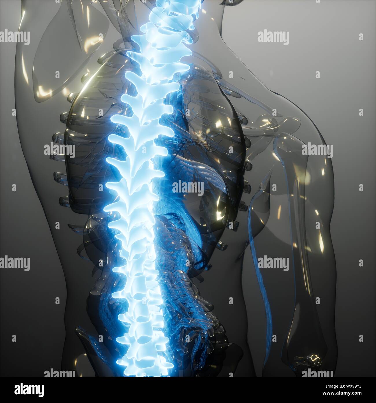 Backache in Back Bones Stock Photo - Alamy