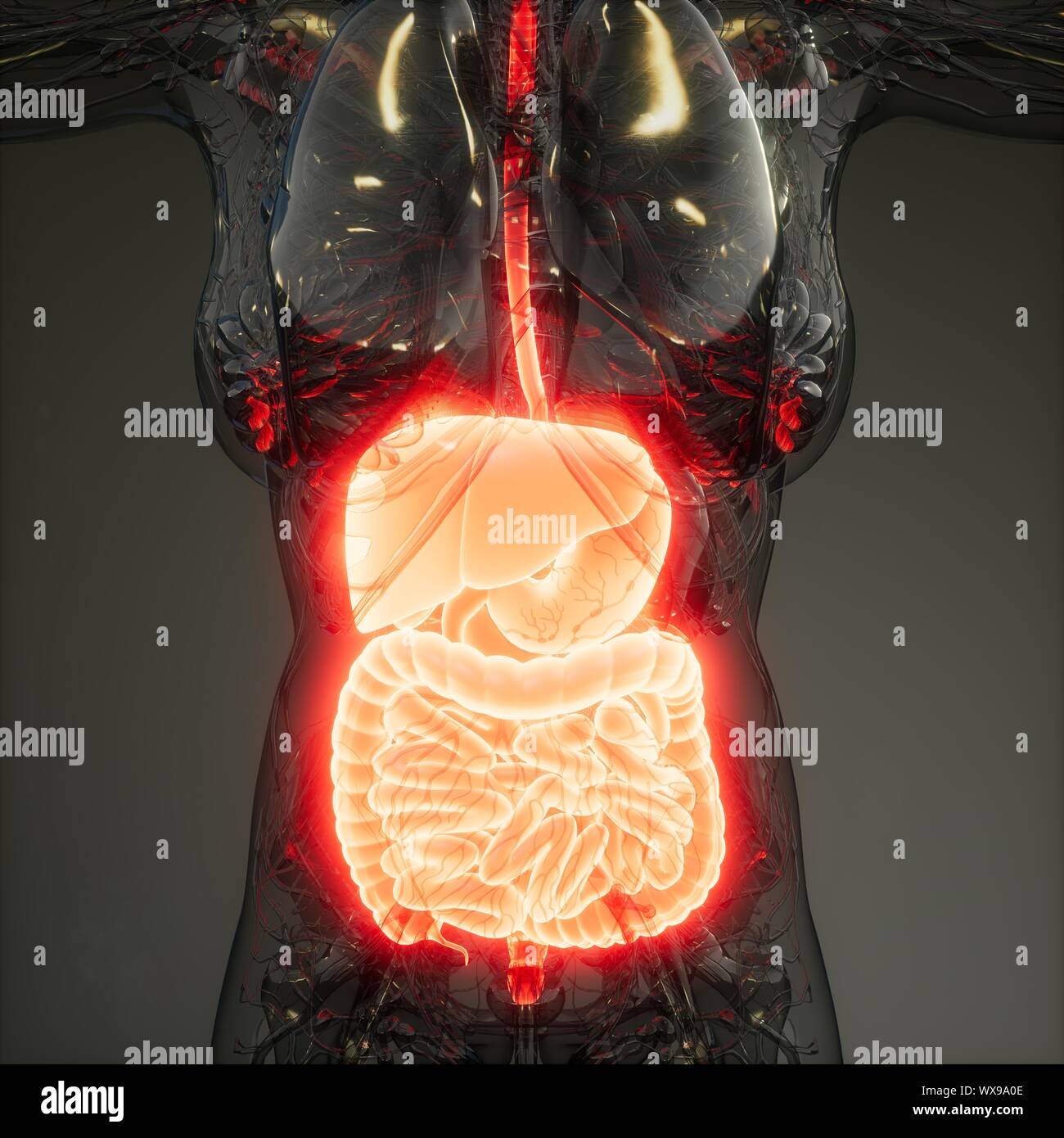 3d illustration of human digestive system parts and functions Stock ...