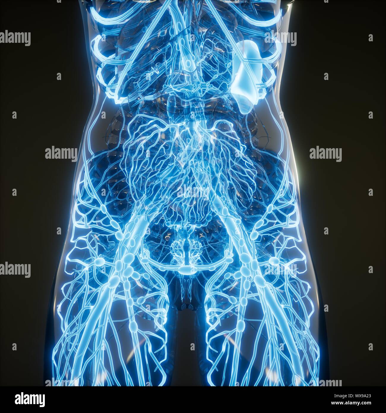 Blood Vessels of Human Body Stock Photo - Alamy