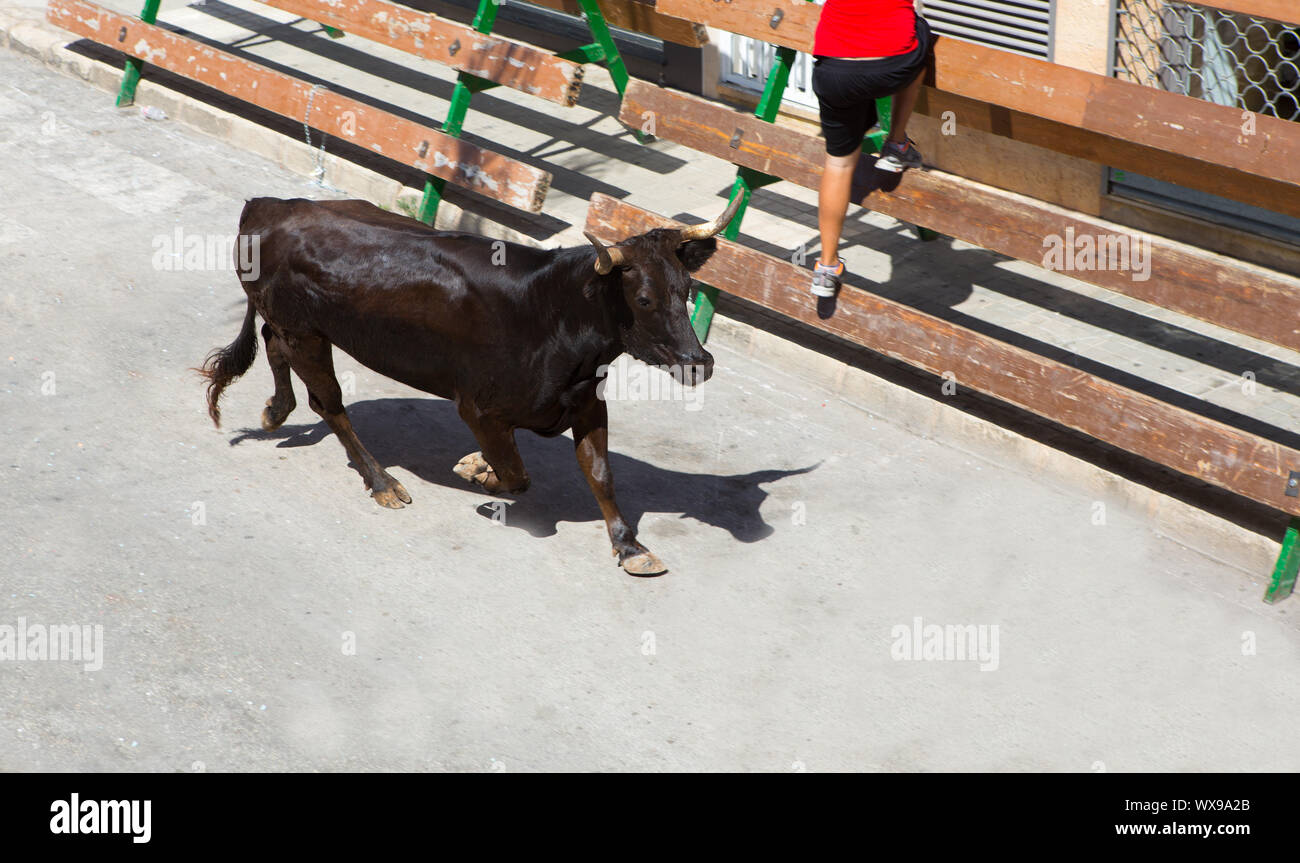 Bull at street traditional fest in Spain running of the bulls Stock ...