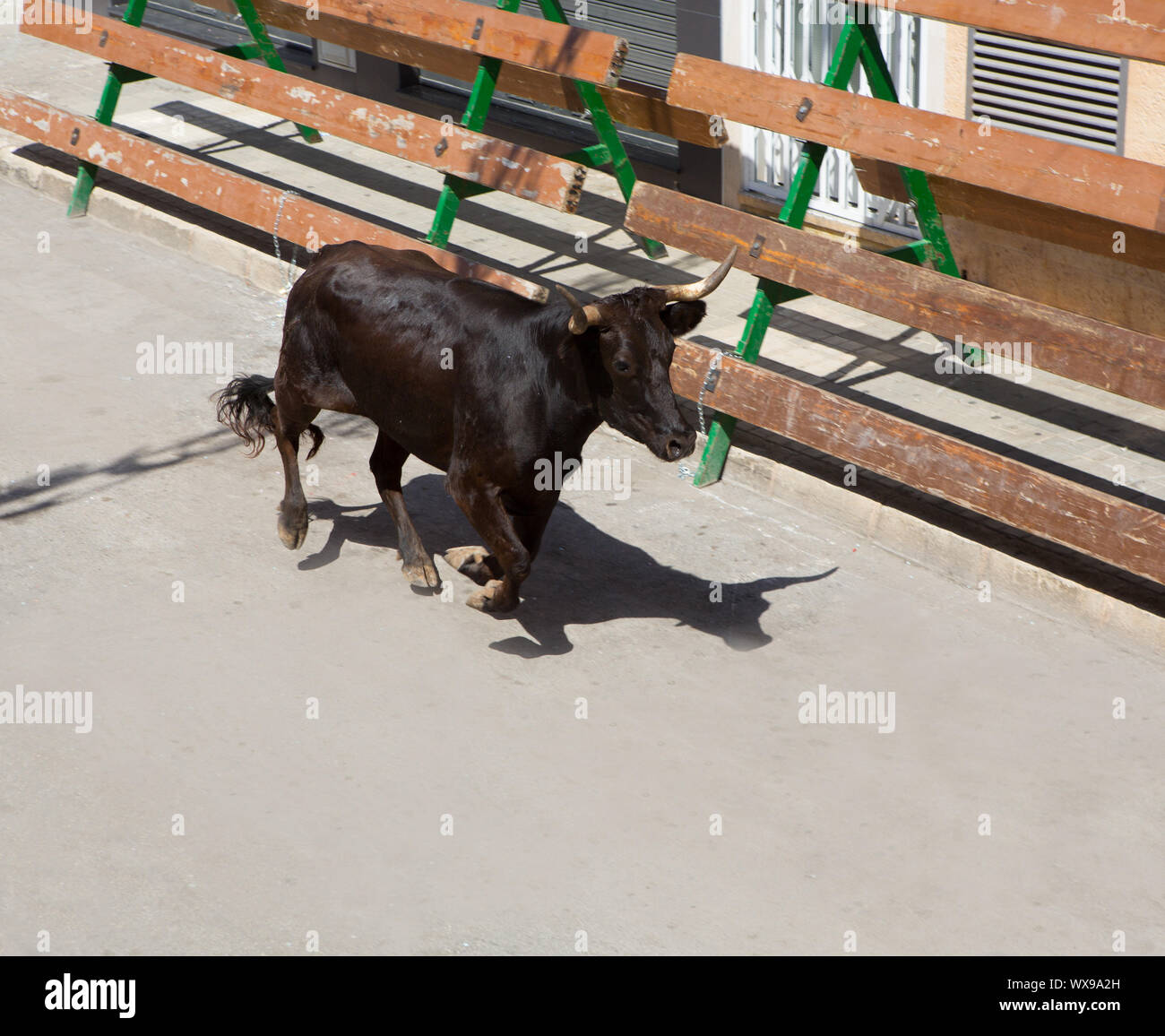 Bull at street traditional fest in Spain running of the bulls Stock ...