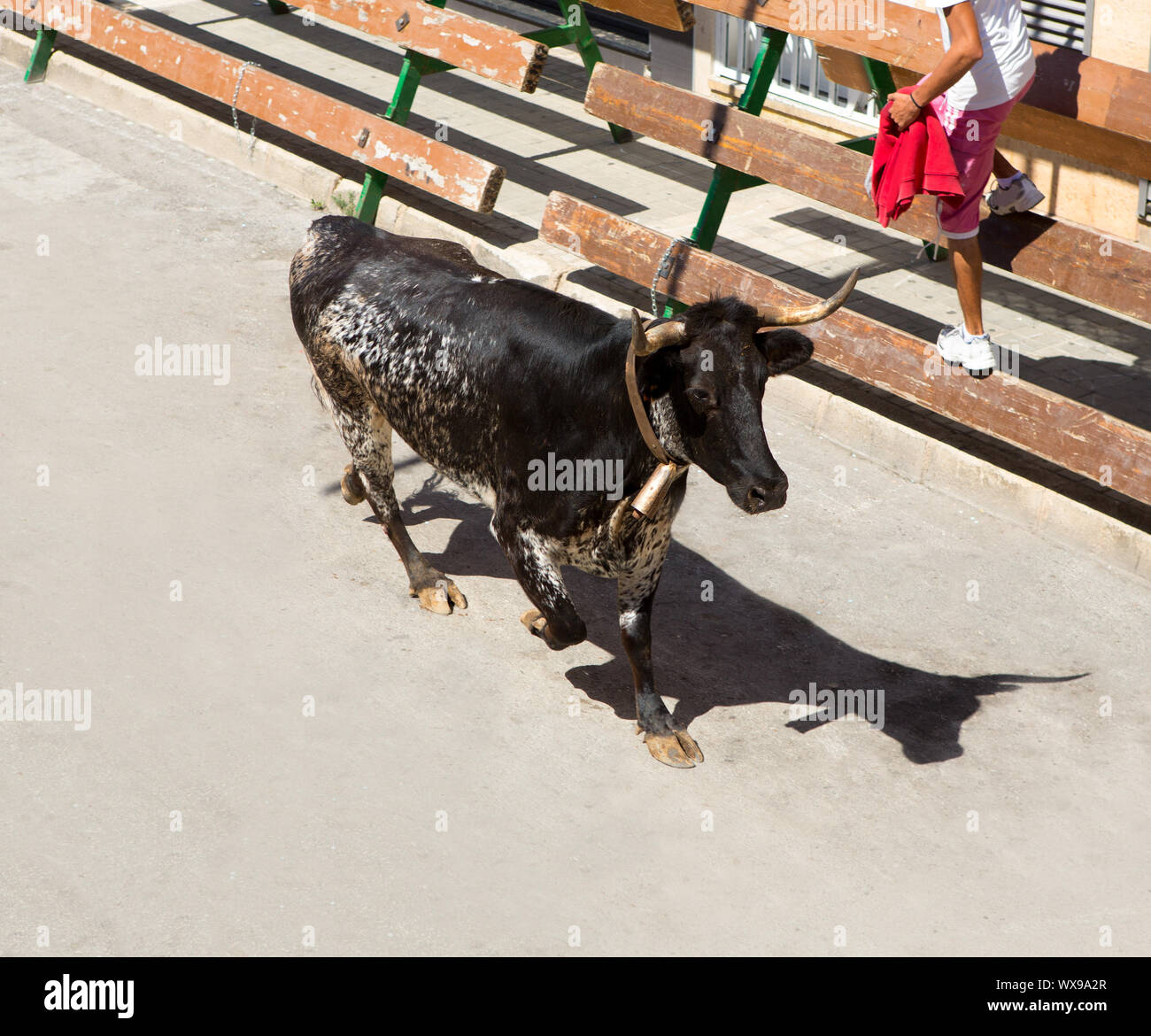 Bull at street traditional fest in Spain running of the bulls Stock ...