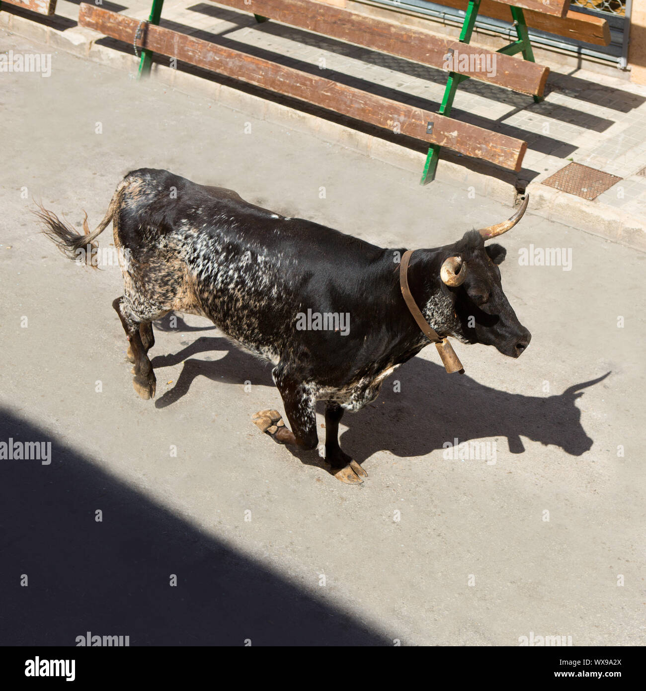 Bull at street traditional fest in Spain running of the bulls Stock ...