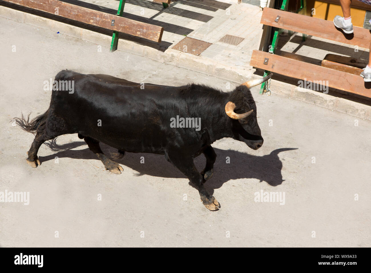 Bull at street traditional fest in Spain running of the bulls Stock ...
