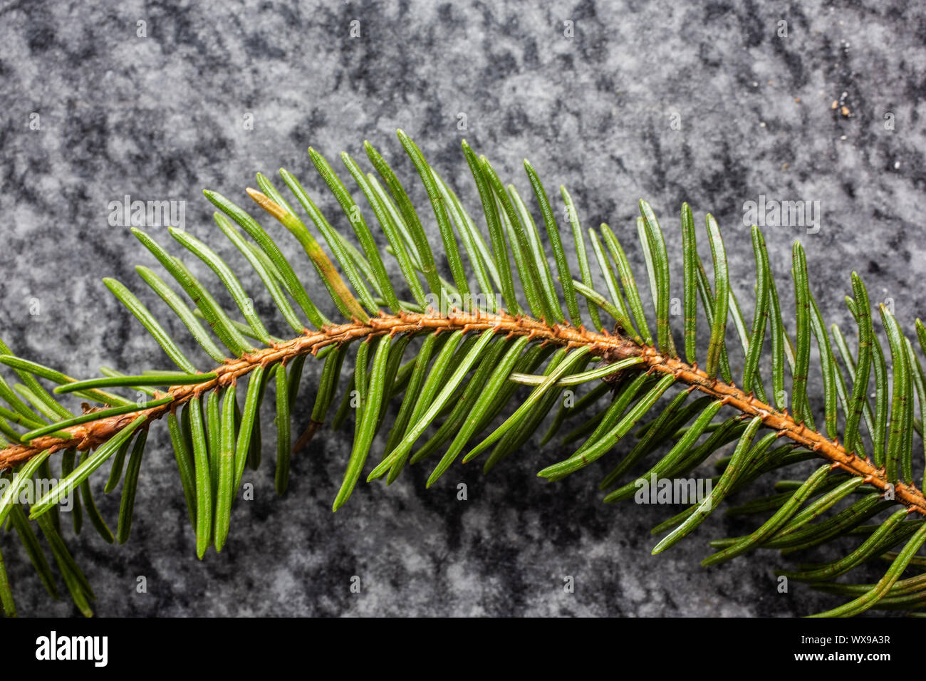Conifers needles hi-res stock photography and images - Alamy