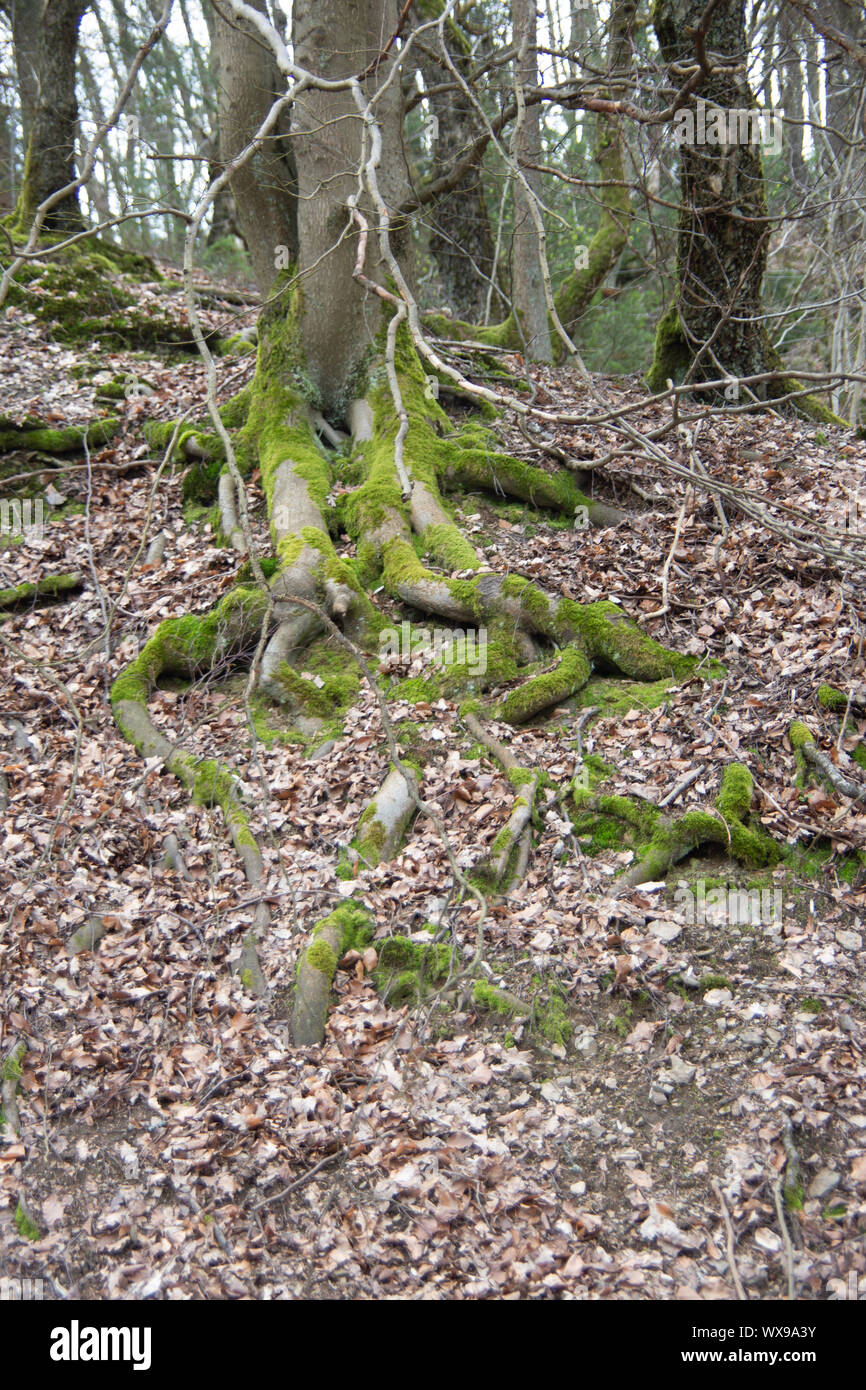 Forest with trees and roots Stock Photo - Alamy