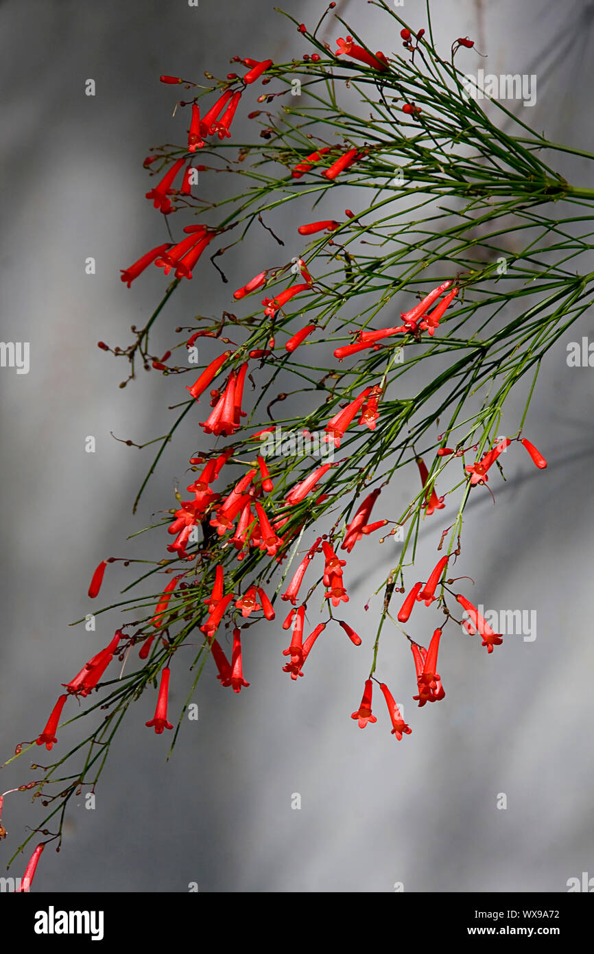 A beautiful red firecracker bush growing wild in a nature reserve ...