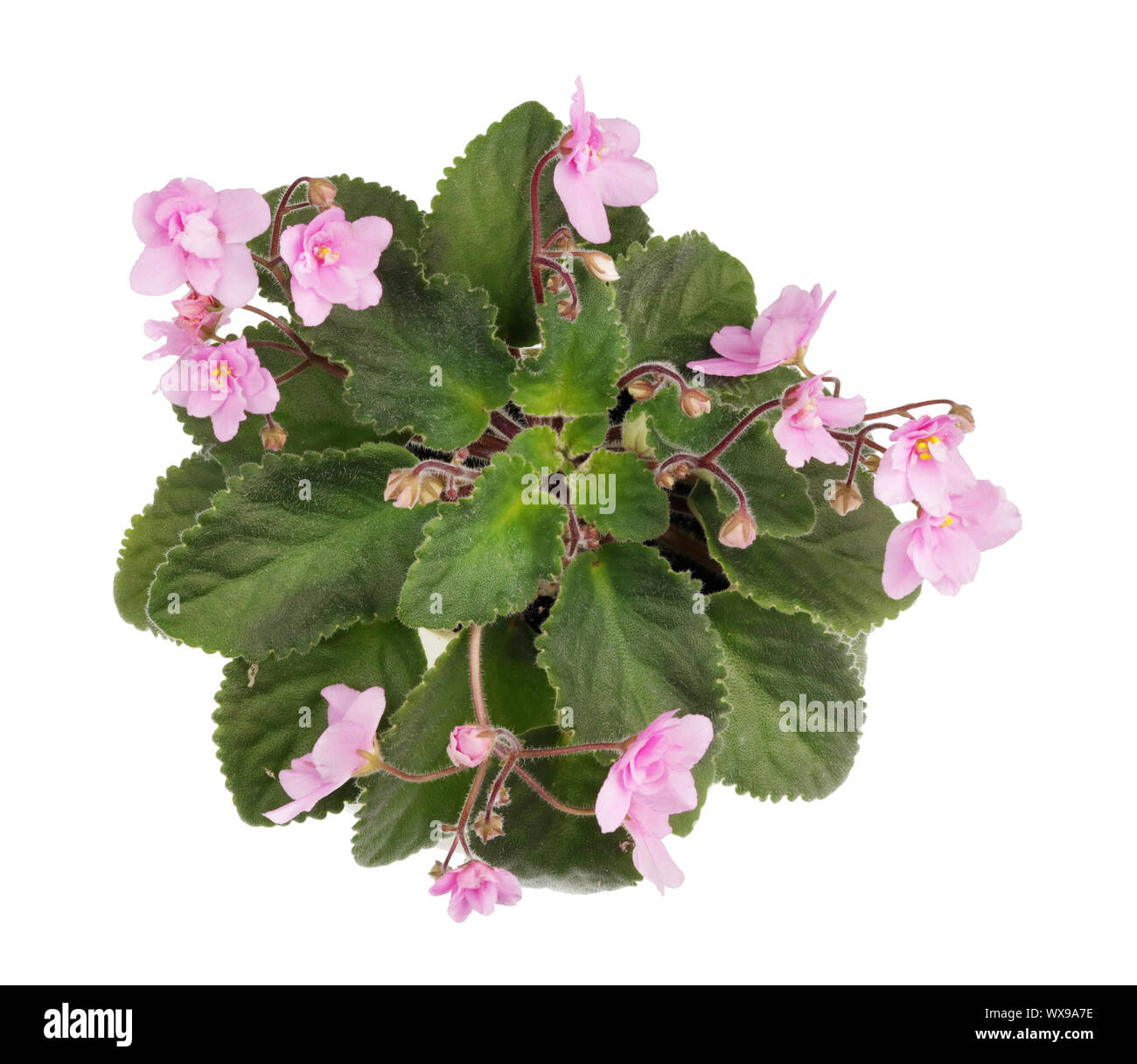 Indoor spring pink Violets flowers bush isolated Stock Photo - Alamy