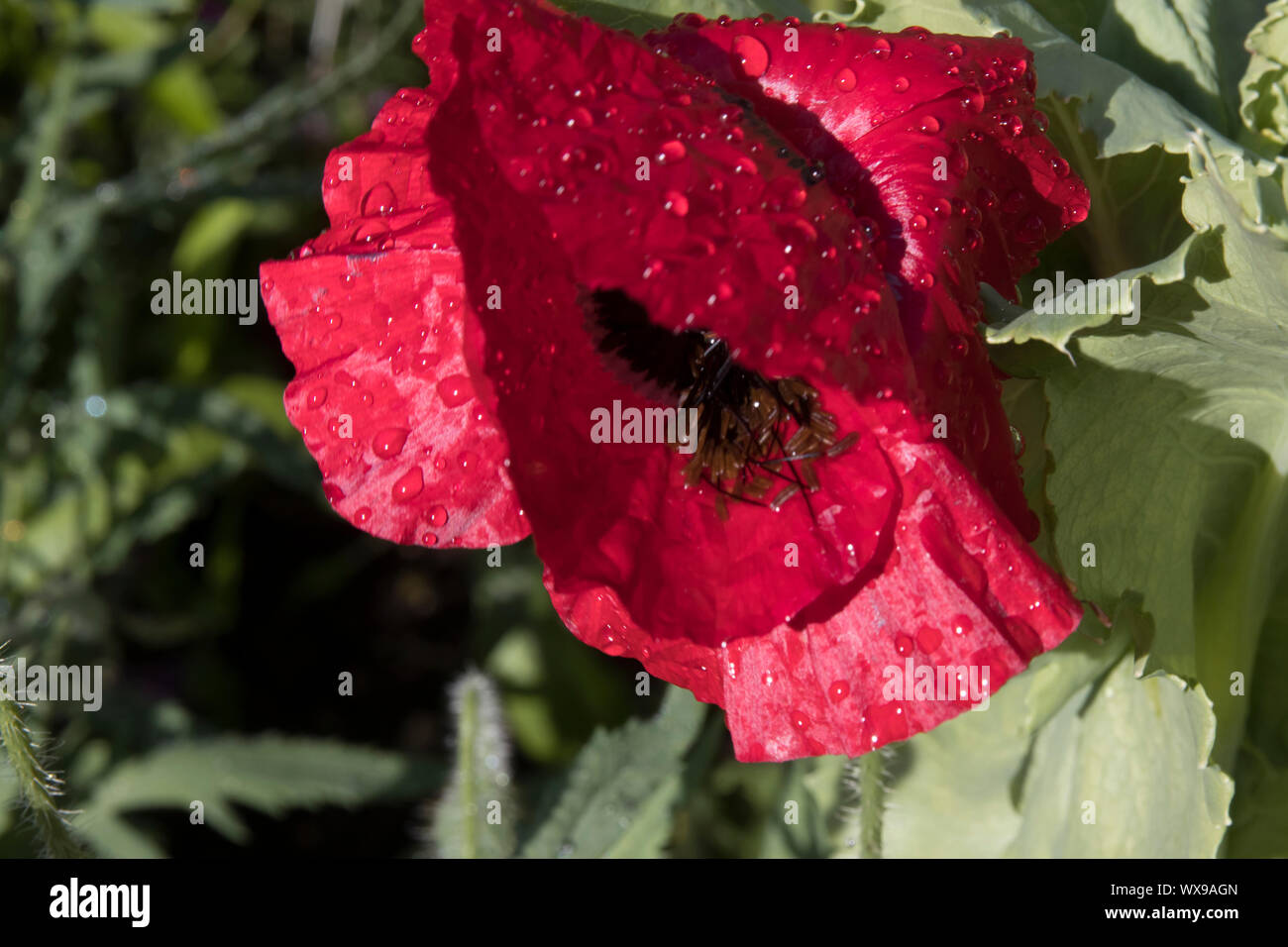 Drooping Poppy High Resolution Stock Photography and Images - Alamy