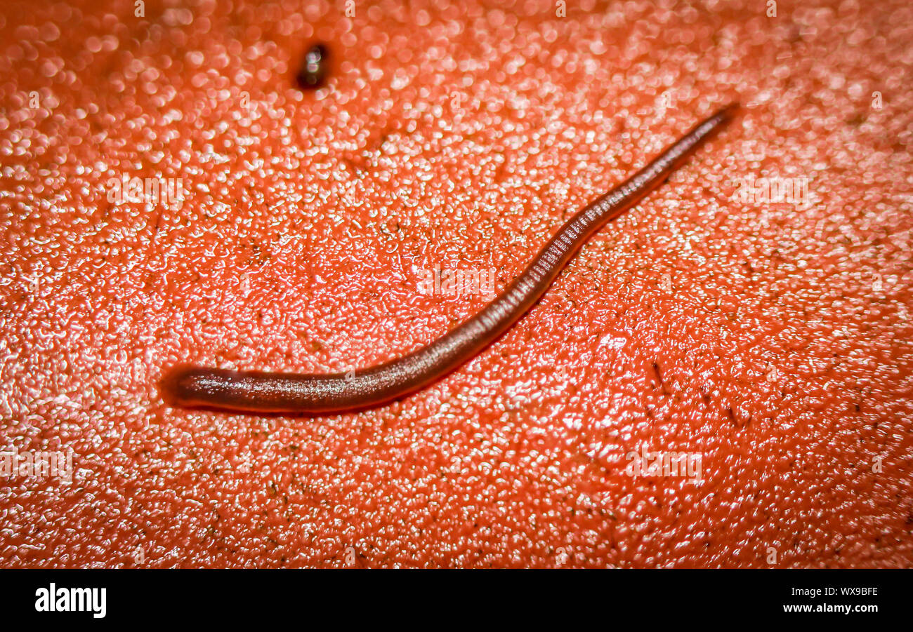 Suction worm hi-res stock photography and images - Alamy