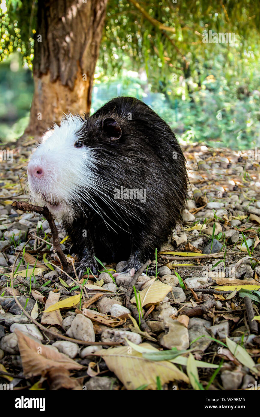 Singing rodent hi-res stock photography and images - Alamy