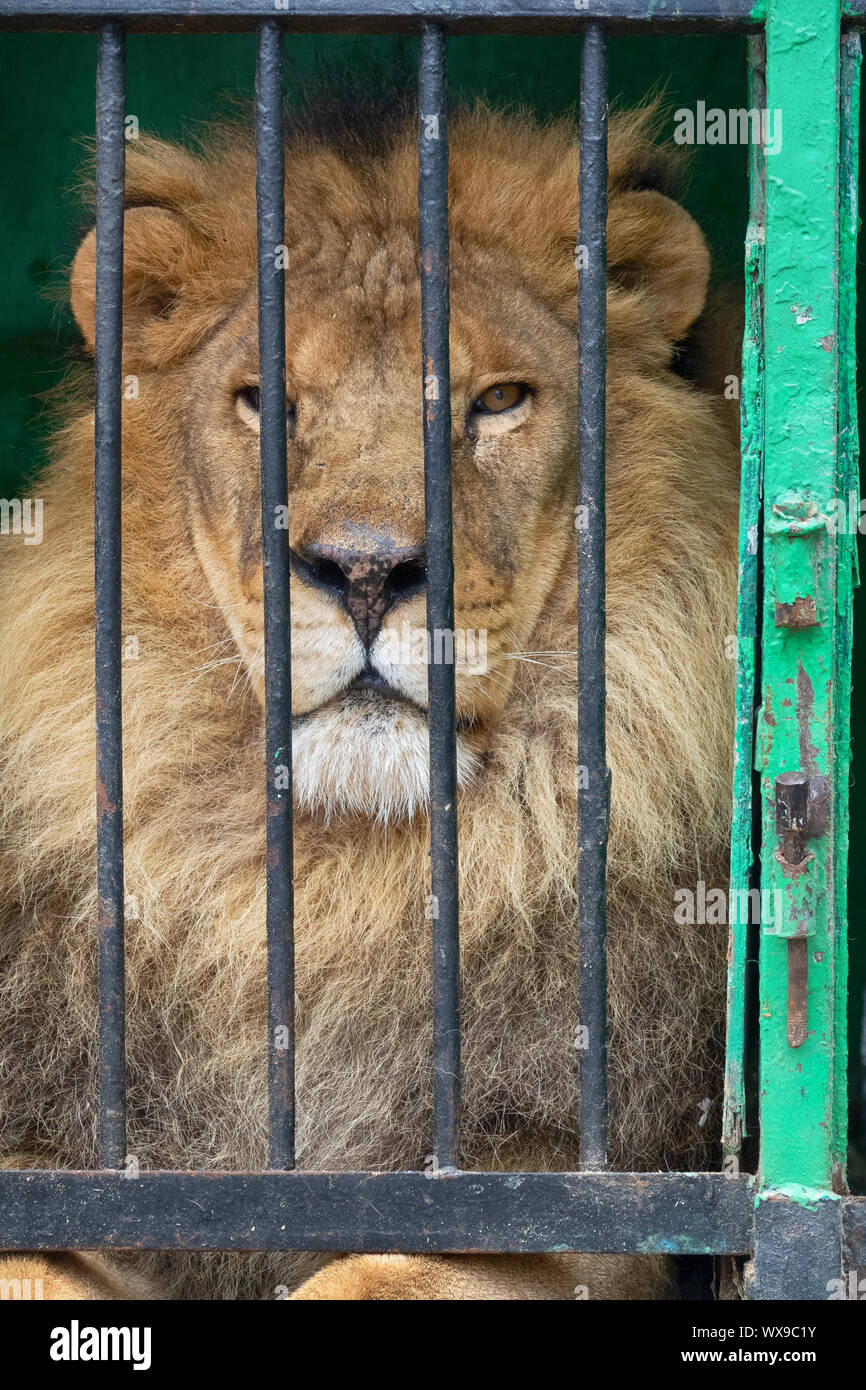 Portrait of a lion with an impressive placid look Stock Photo - Alamy
