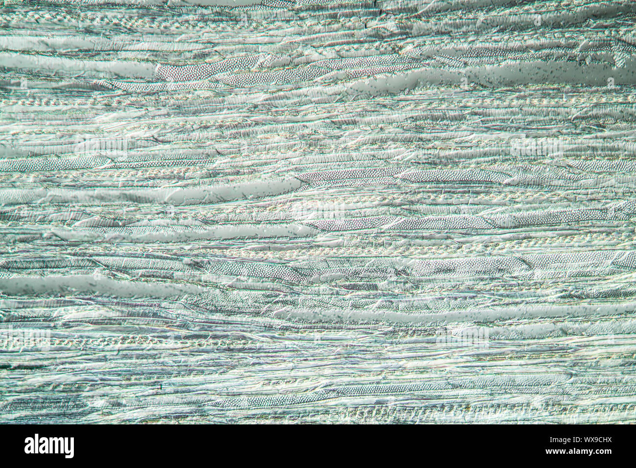 Red beech wood cells along 100x Stock Photo - Alamy