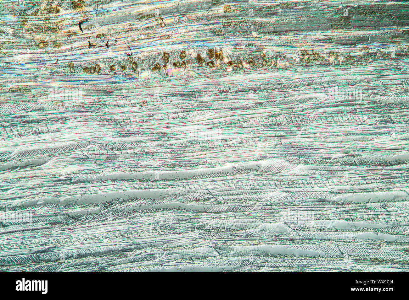 Red beech wood cells along 100x Stock Photo - Alamy