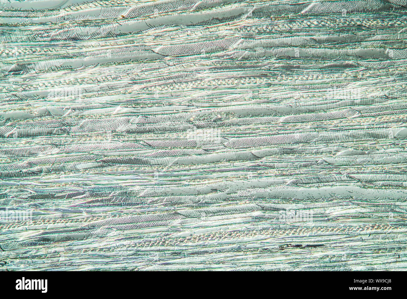 Red beech wood cells along 100x Stock Photo - Alamy