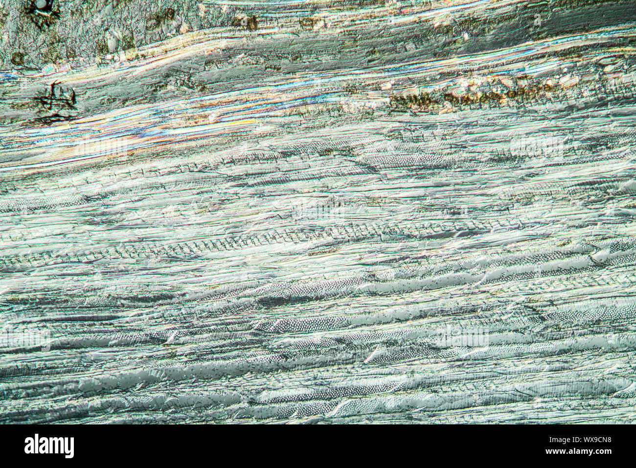 Red beech wood cells along 100x Stock Photo - Alamy