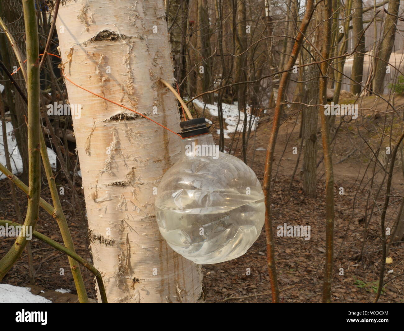 harvesting birch sap Stock Photo - Alamy