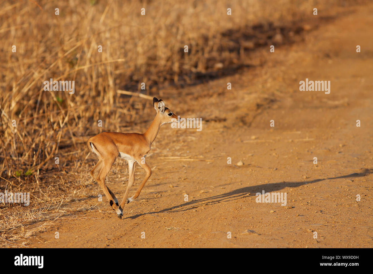 Wild Impala in the African savannah, Tanzania Stock Photo - Alamy