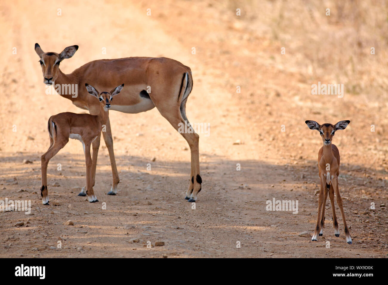 Wild Impala in the African savannah, Tanzania Stock Photo - Alamy