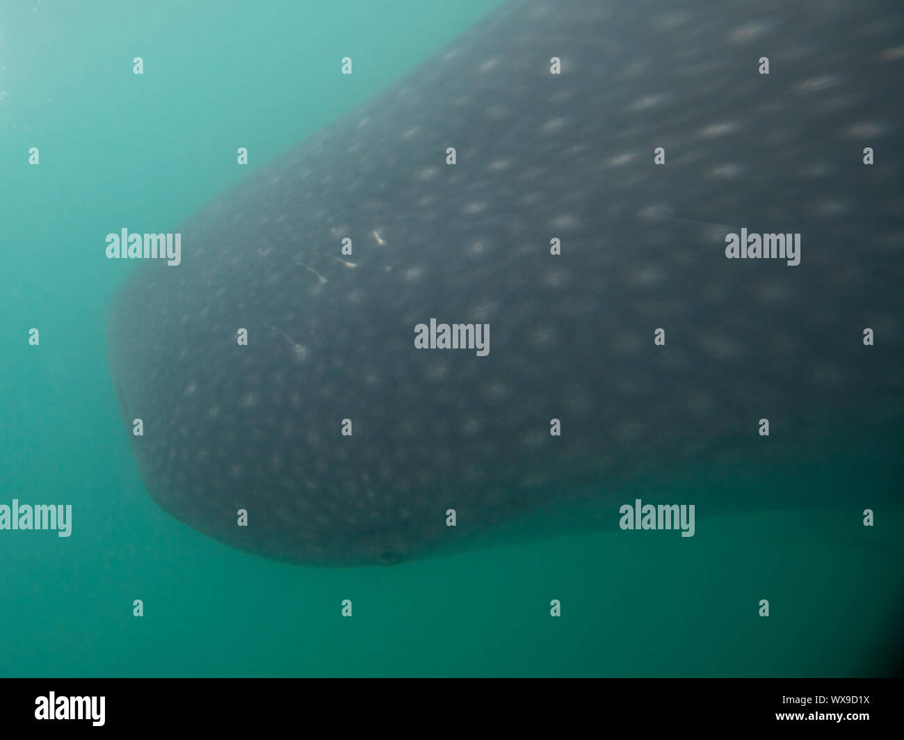 Whale Shark in low visibility water full of plankton Stock Photo - Alamy
