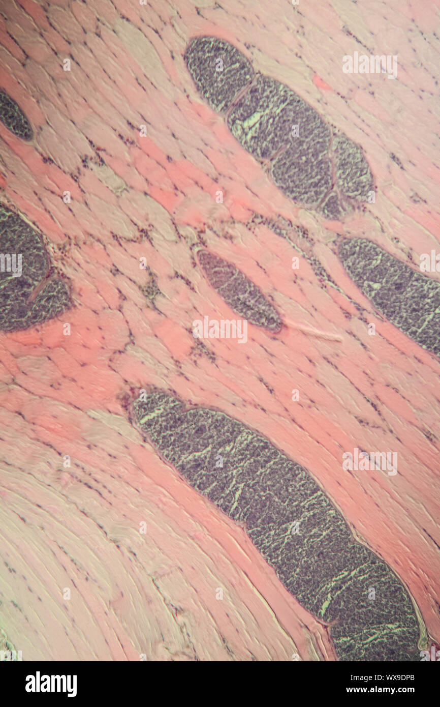 Muscle cells hi-res stock photography and images - Alamy