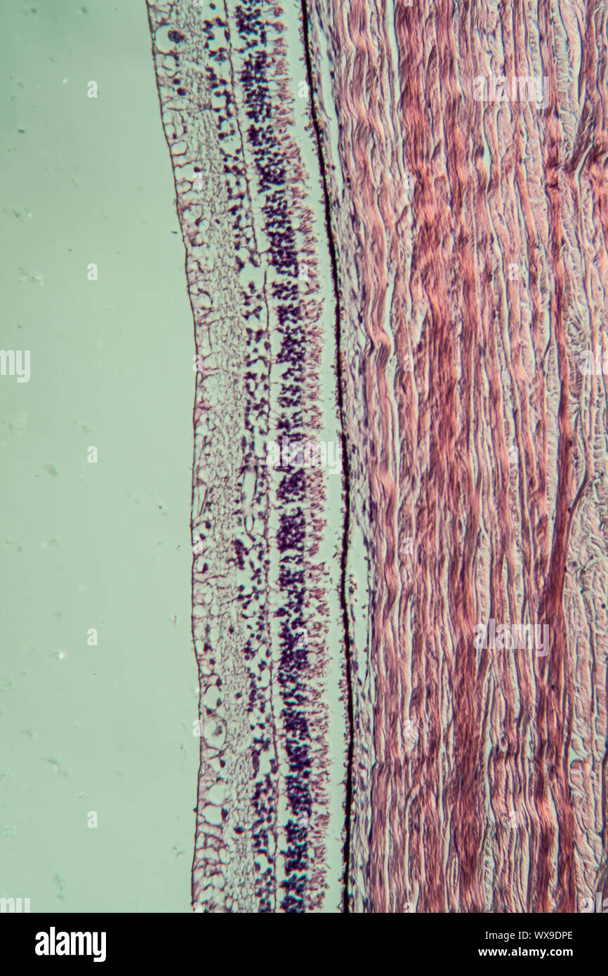 Eye pig cross section through the retina 100x Stock Photo - Alamy