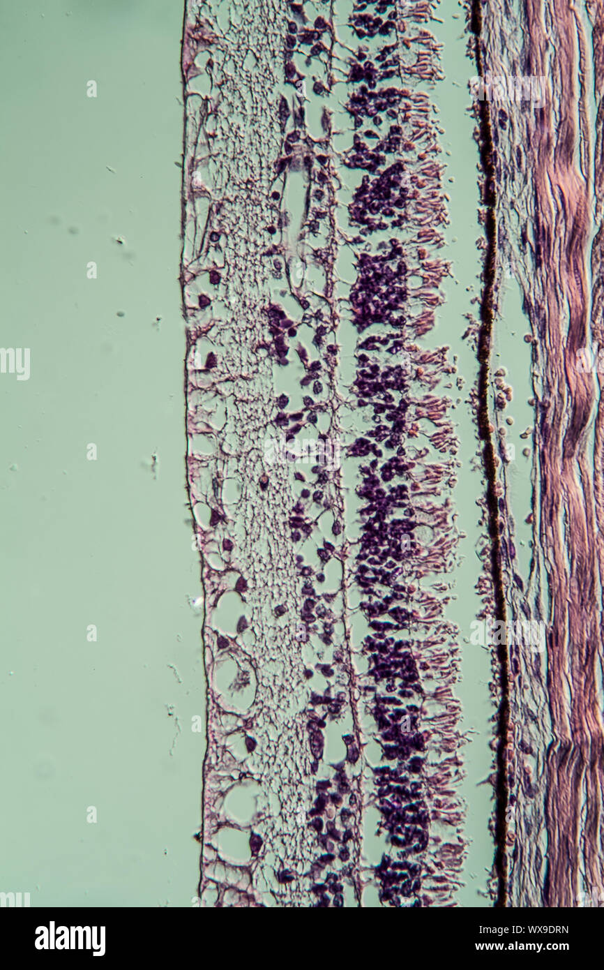 Eye pig cross section through the retina 100x Stock Photo - Alamy