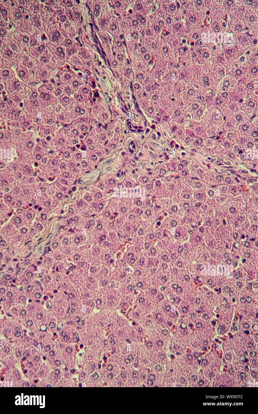 Pork liver cut 100x Stock Photo - Alamy