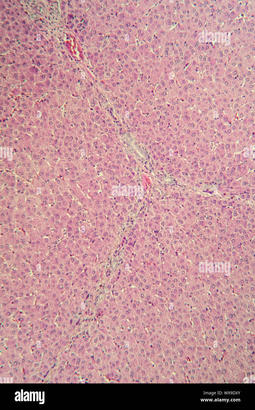 Liver Histology