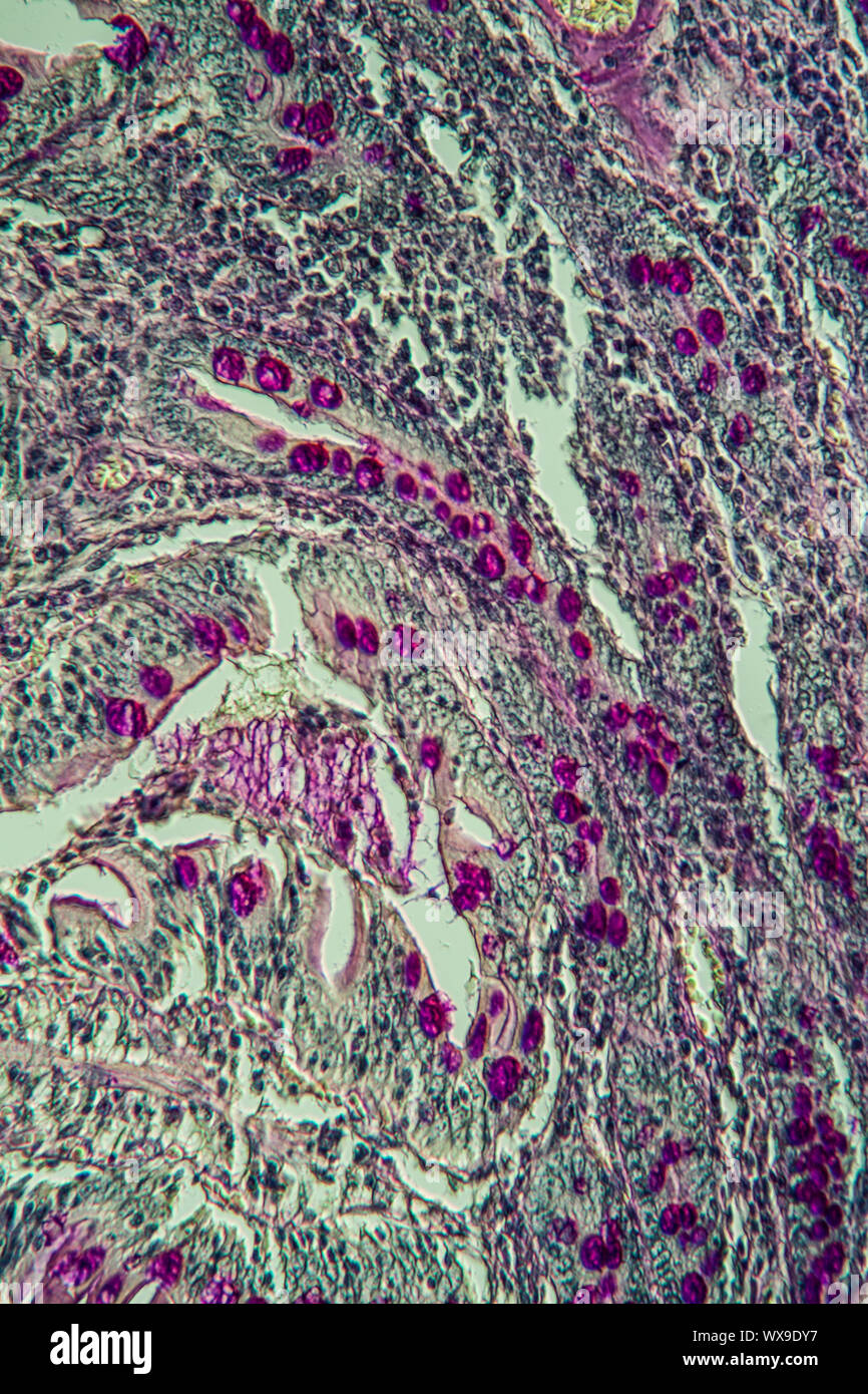 Small intestine pig transverse 200x Stock Photo - Alamy