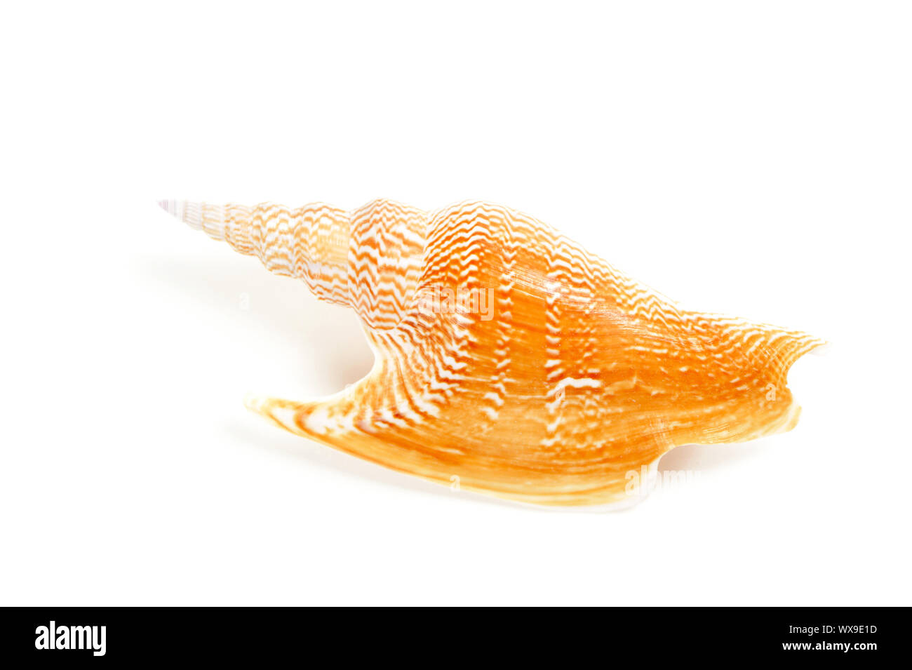 Sea shell isolated on white background Stock Photo - Alamy